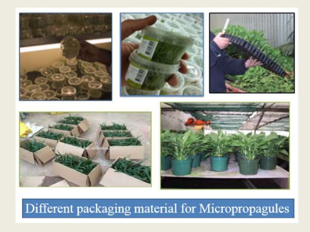 Micropropagation and commercial exploitation in horticulture crops | PPTX
