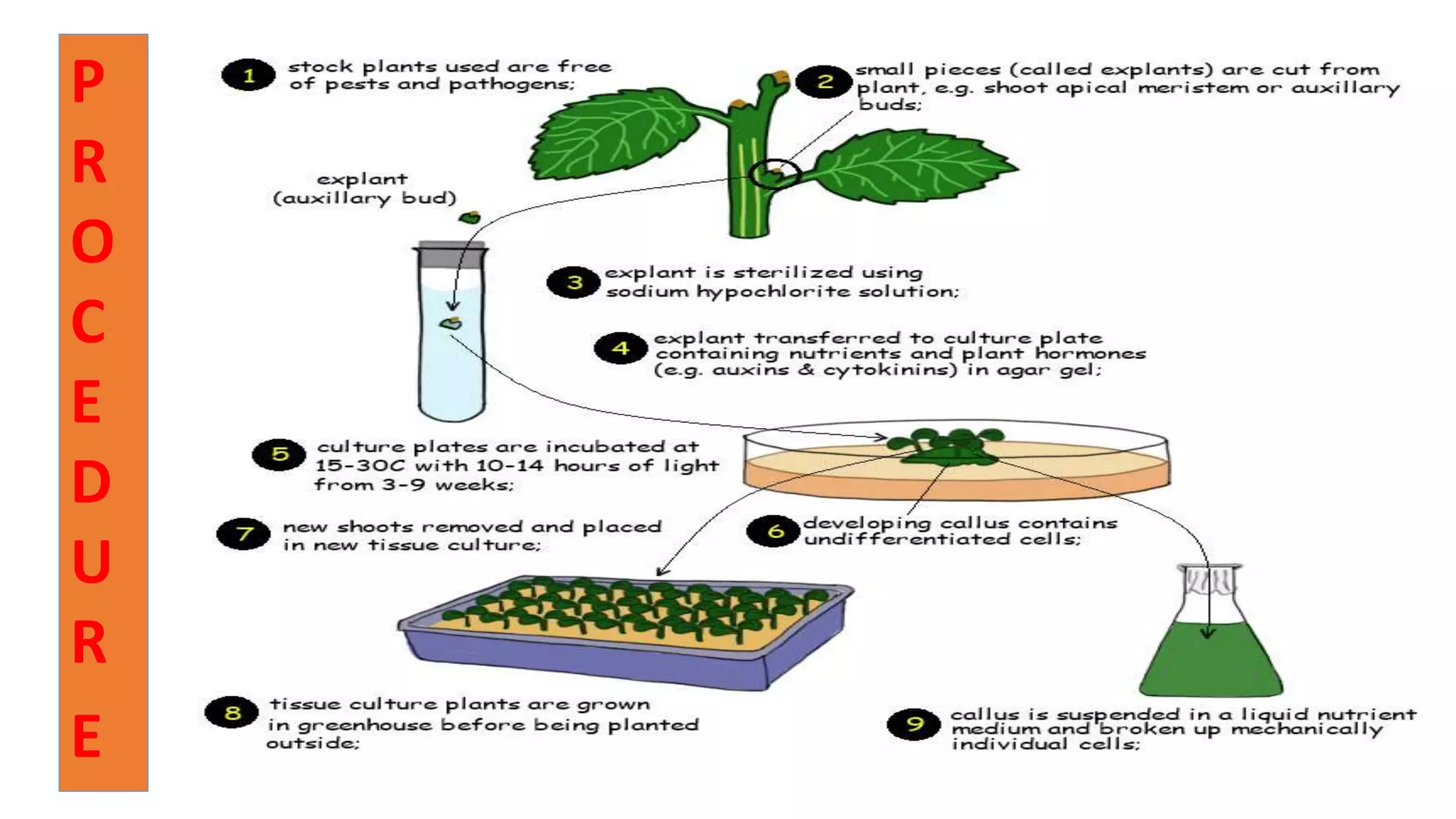 Micropropagation | PPTX