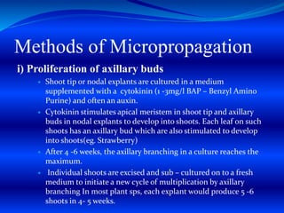 MICROPROPAGATION SMG | PPTX