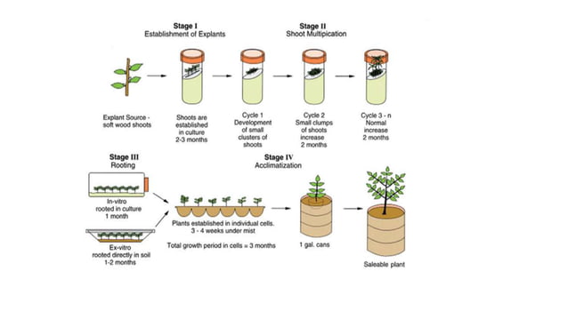 Micropropagation | PPTX