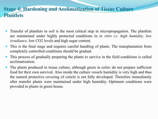 Micropropagation | PPTX