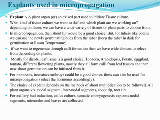 Micropropagation | PPTX