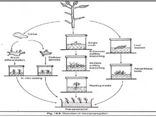 Micropropagation | PPT