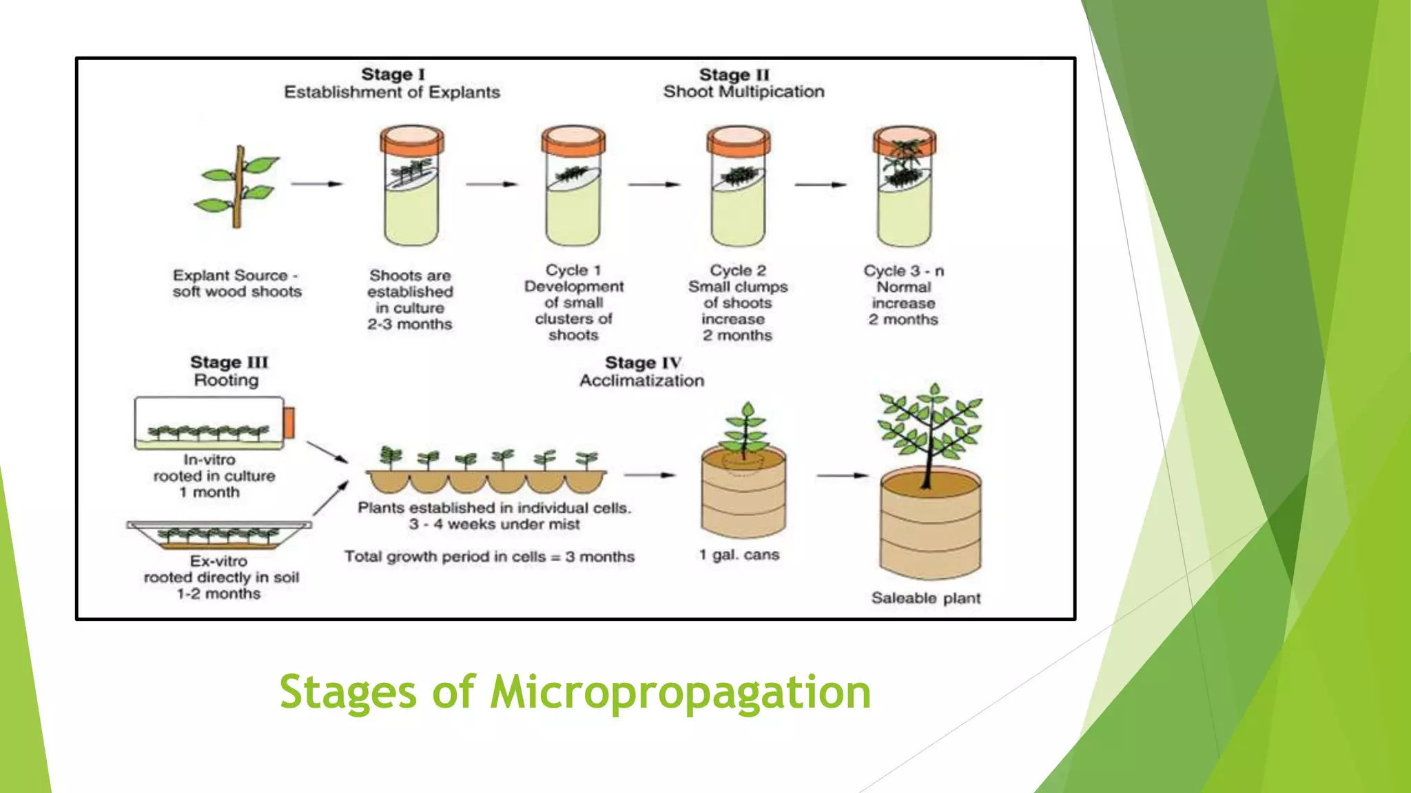 Micropropagation | PPTX