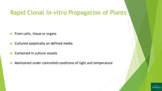 Micropropagation | PPTX
