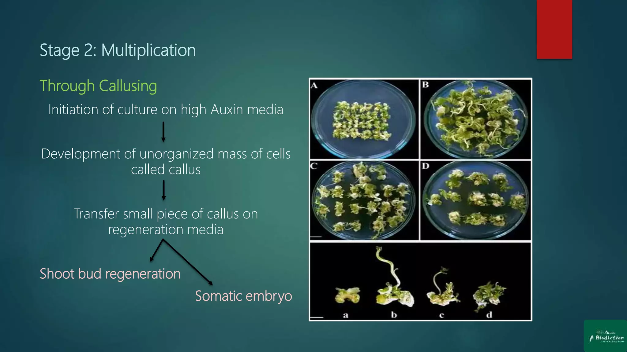 Clonal Propagation: Introduction, Techniques, Factors, Applications and ...