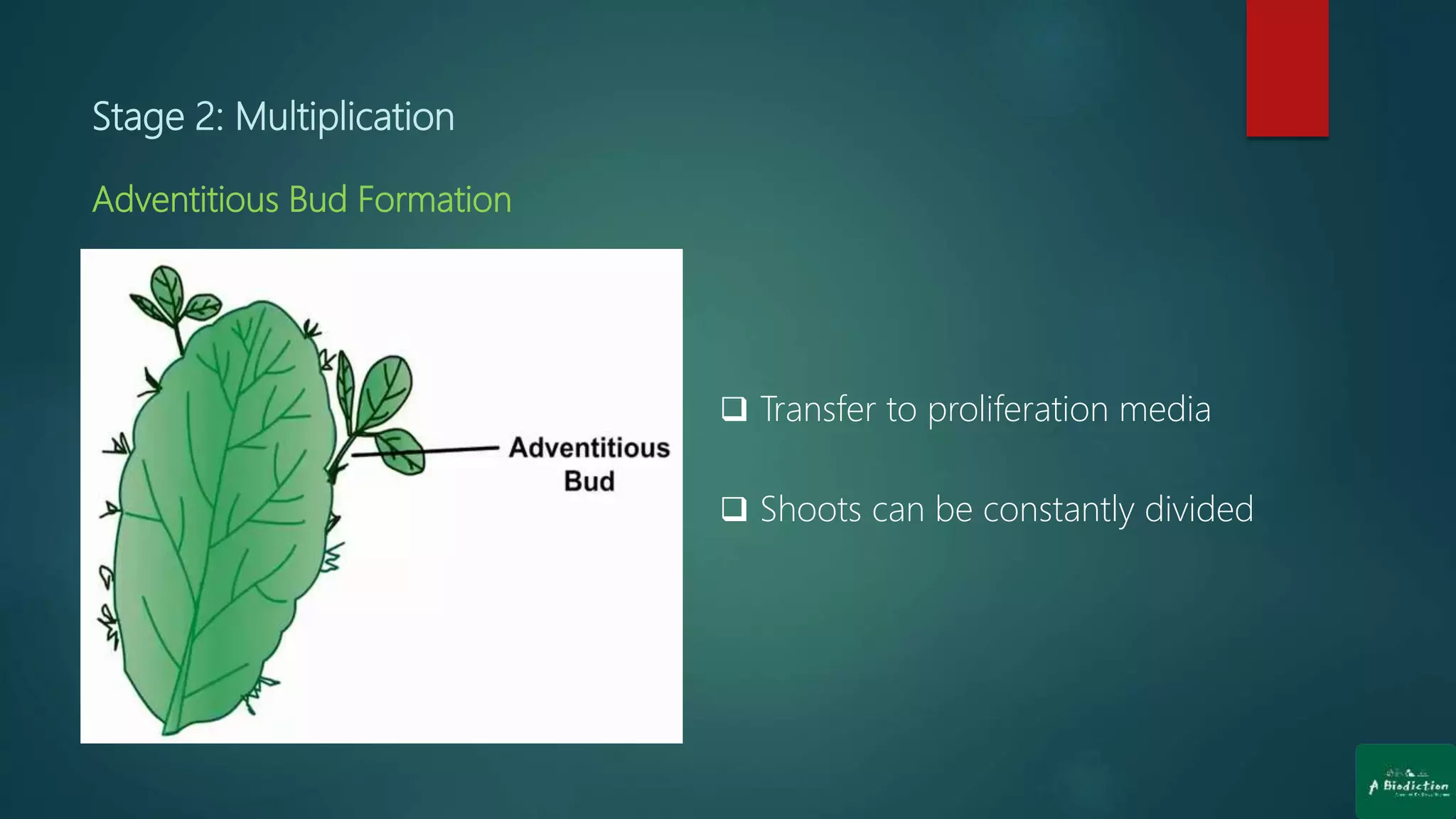 Clonal Propagation: Introduction, Techniques, Factors, Applications and ...