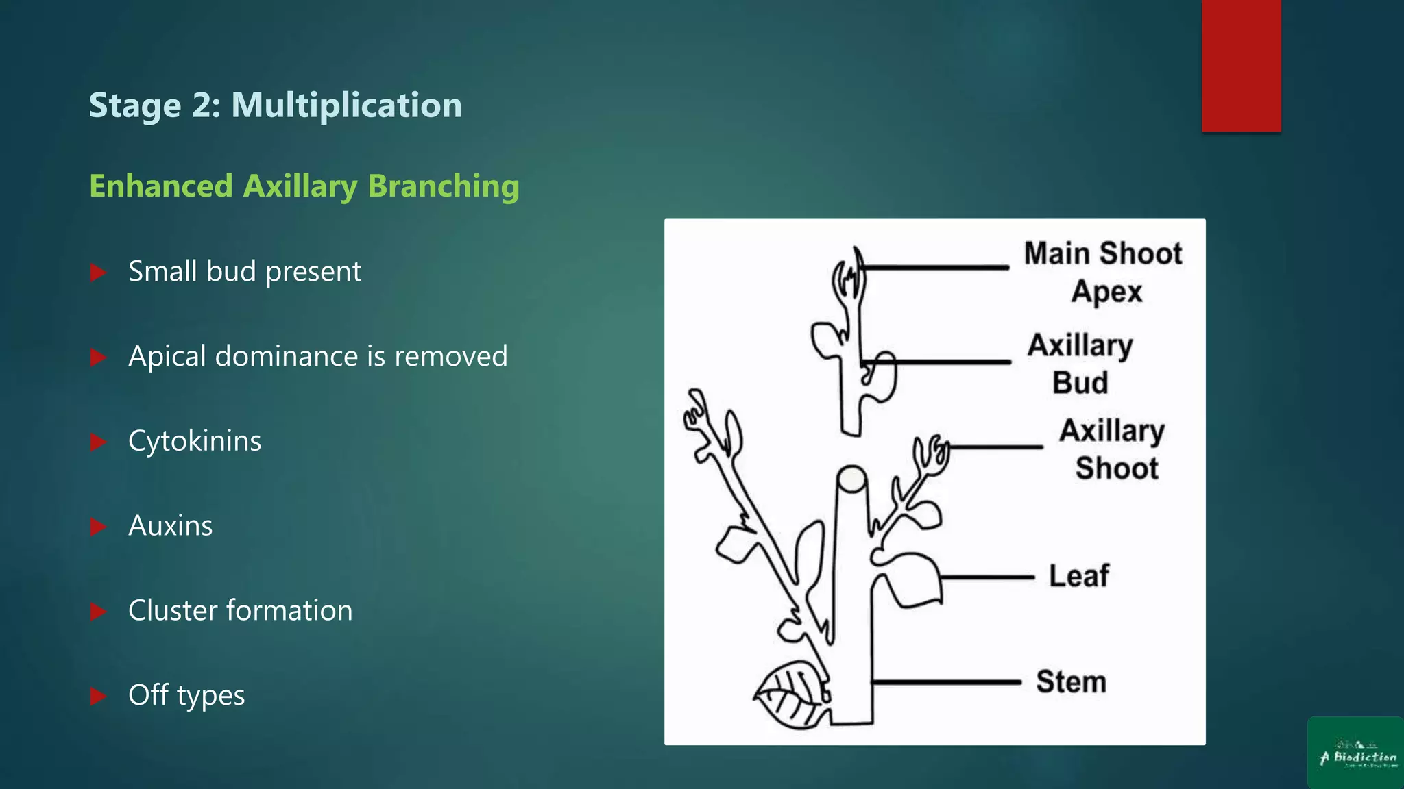 Clonal Propagation: Introduction, Techniques, Factors, Applications and ...