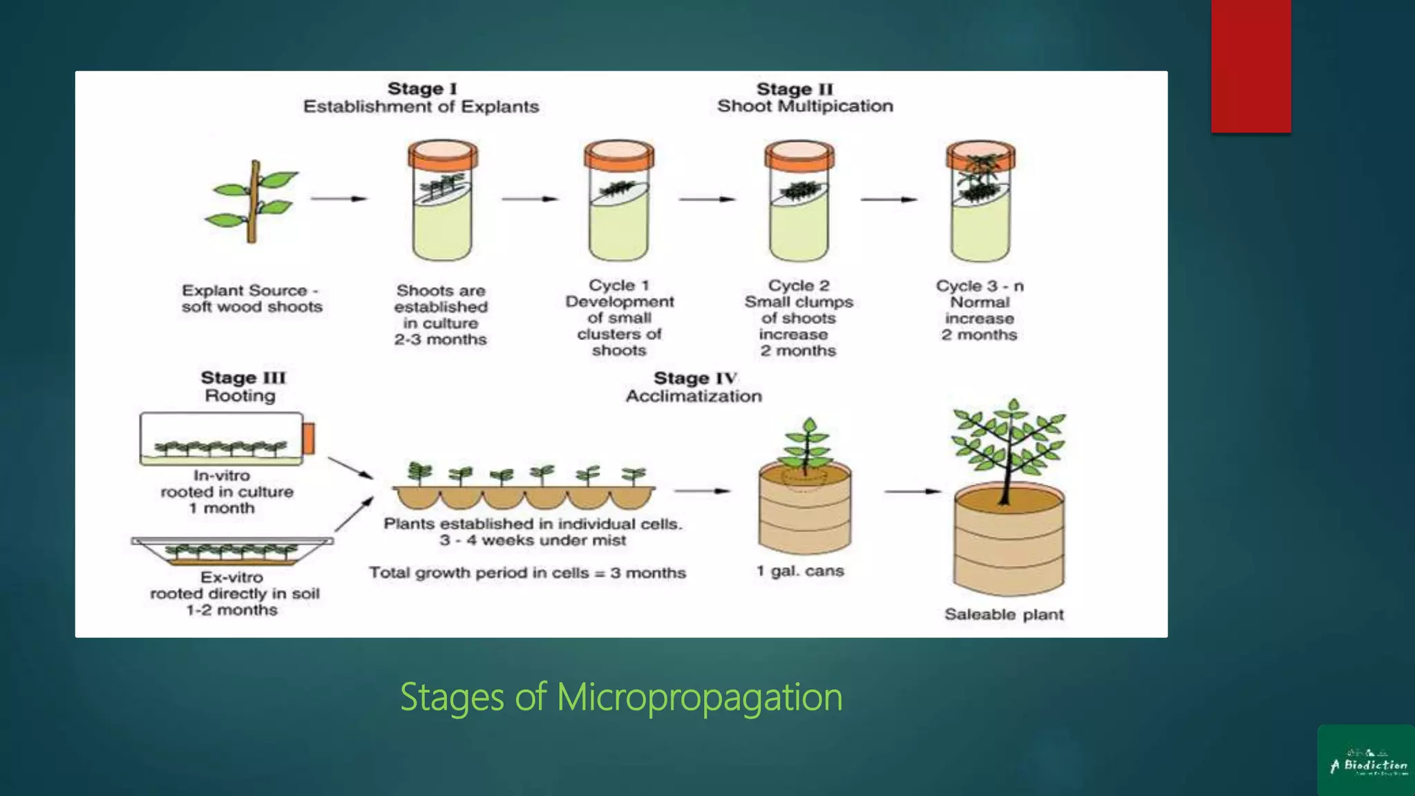 Clonal Propagation: Introduction, Techniques, Factors, Applications and ...