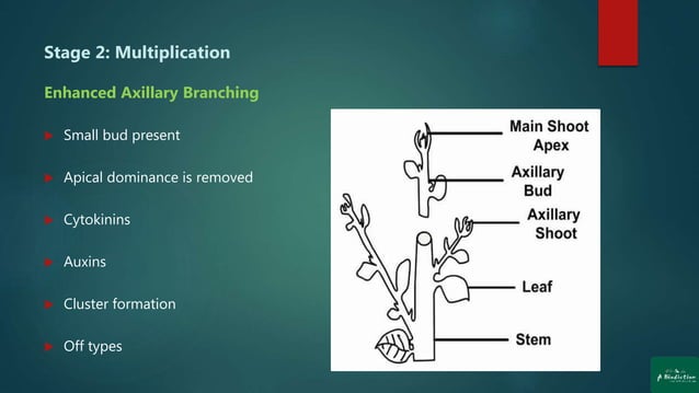 Clonal Propagation: Introduction, Techniques, Factors, Applications and ...