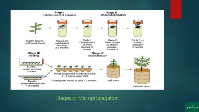 Clonal Propagation: Introduction, Techniques, Factors, Applications and ...