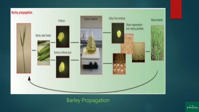 Clonal Propagation: Introduction, Techniques, Factors, Applications and ...
