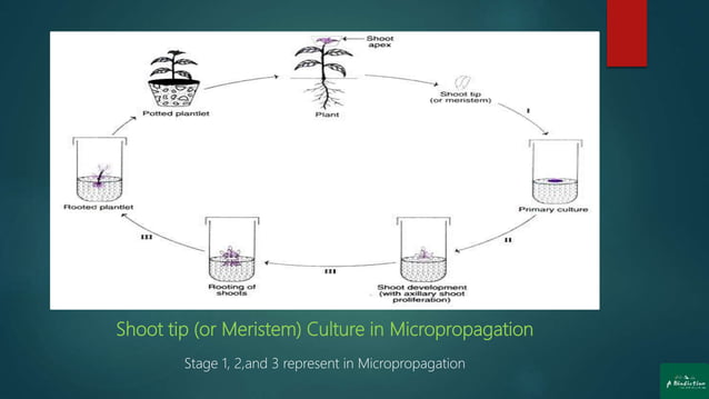 Clonal Propagation: Introduction, Techniques, Factors, Applications and ...