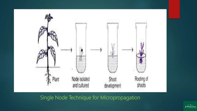 Clonal Propagation: Introduction, Techniques, Factors, Applications and ...