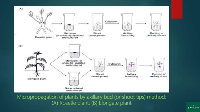 Clonal Propagation: Introduction, Techniques, Factors, Applications and ...
