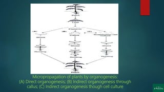 Clonal Propagation: Introduction, Techniques, Factors, Applications and ...
