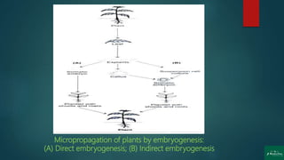 Clonal Propagation: Introduction, Techniques, Factors, Applications and ...