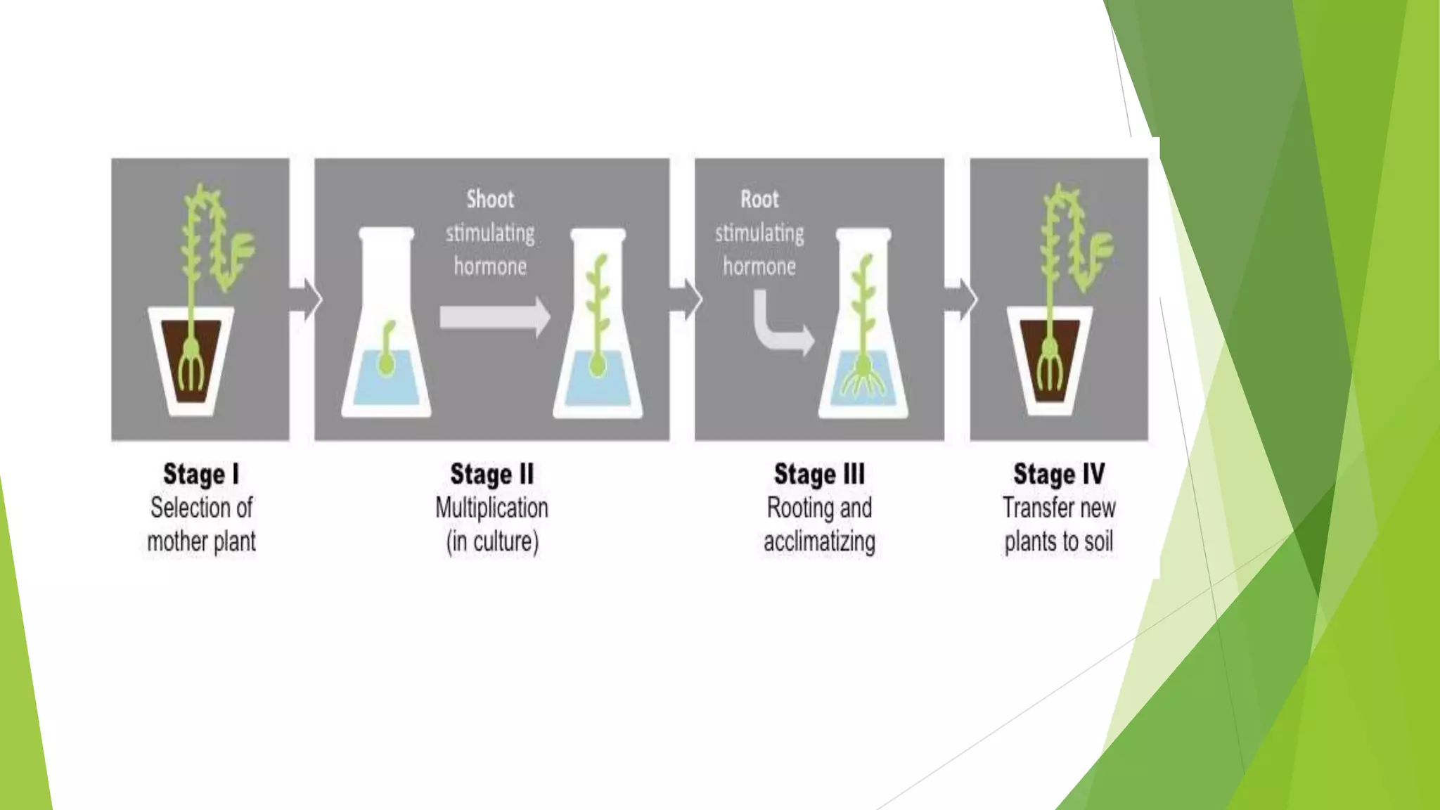 Micropropagation.pptx