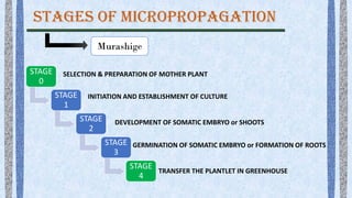 MICROPROPAGATION.pdf