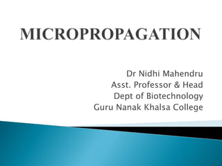 micropropagation.ppt