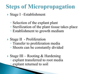 micropropagation.ppt