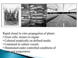 micropropagation- a very useful technology in plant tissue culture. | PPT
