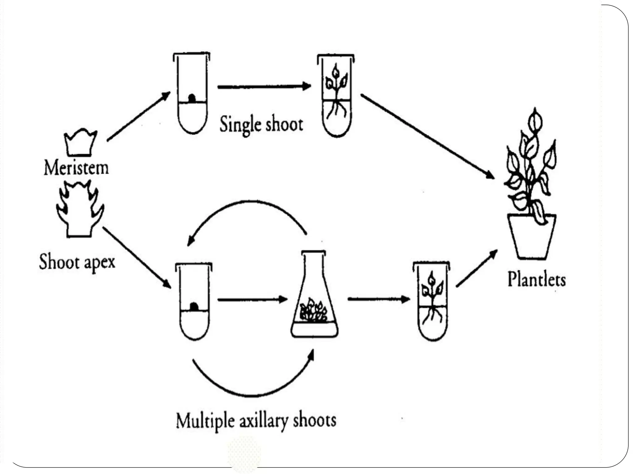 Micropropagation technique | PPTX
