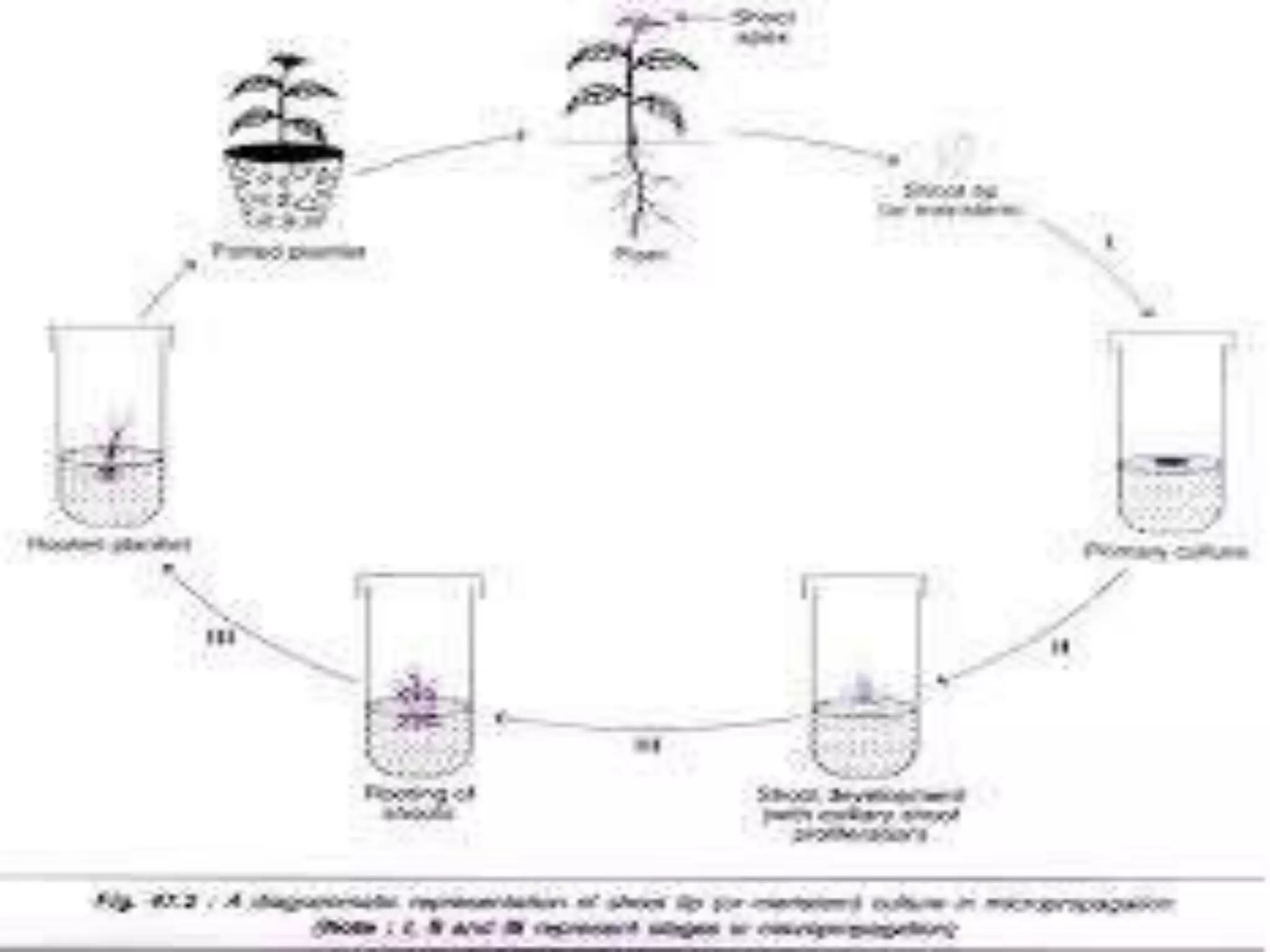 Micropropagation technique | PPTX
