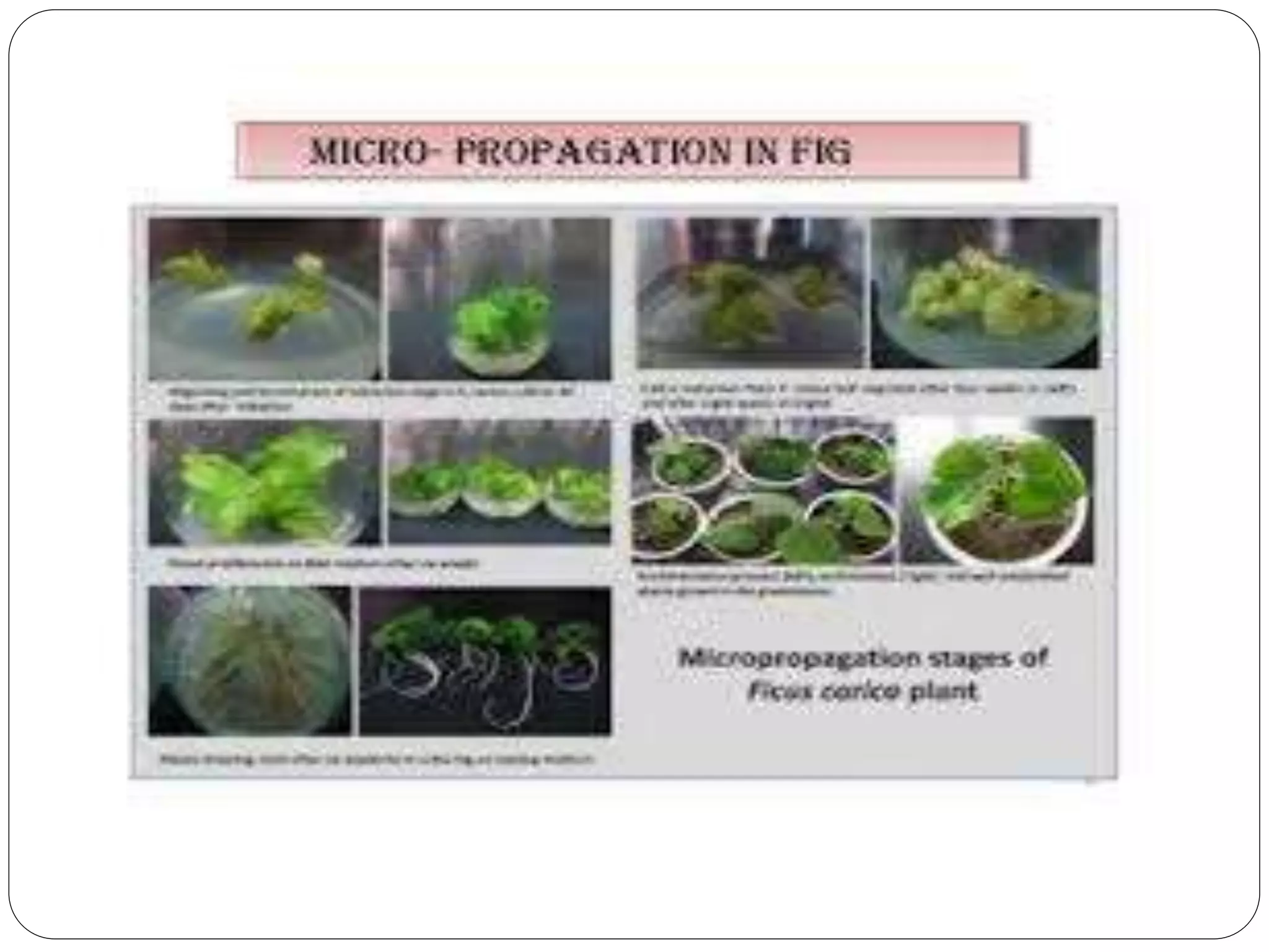 Micropropagation technique | PPTX