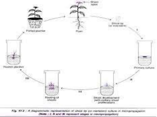 Micropropagation technique | PPTX | Gardening | Home & Garden