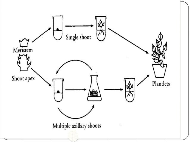 Micropropagation technique