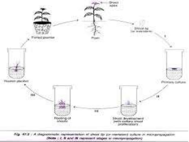Micropropagation technique