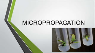 MICROPROPAGATION (1).doc
