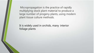 MICROPROPAGATION (1).doc