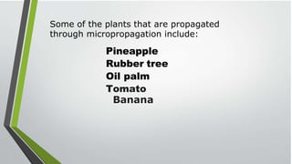 MICROPROPAGATION (1).doc