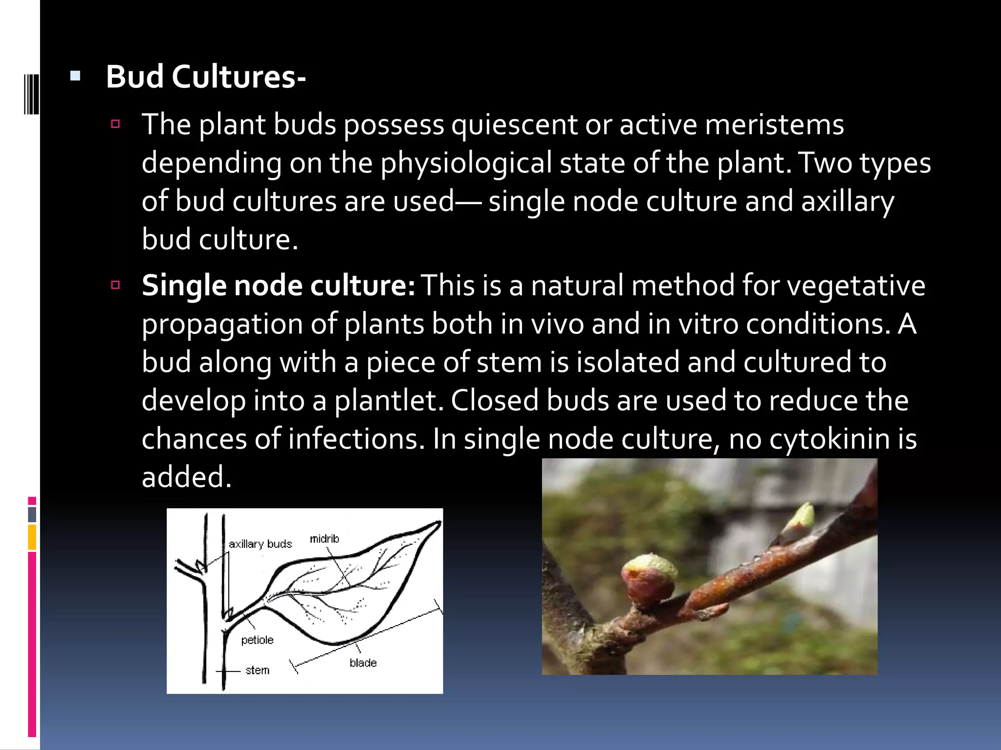 Micropropagation | PPTX