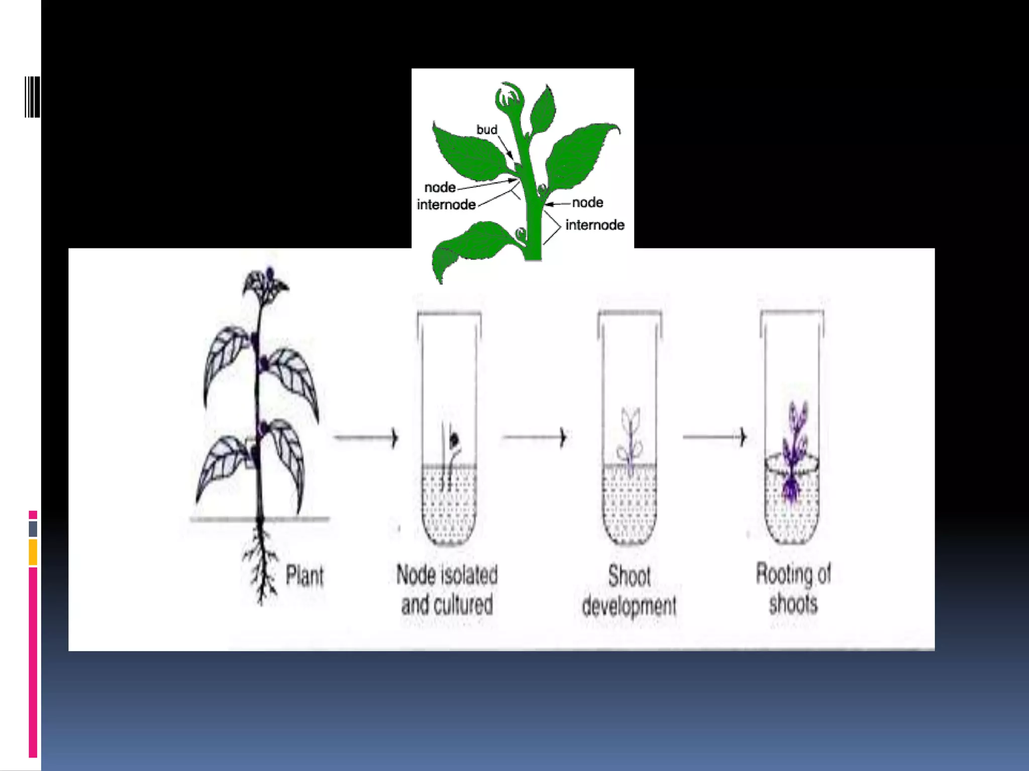 Micropropagation | PPTX