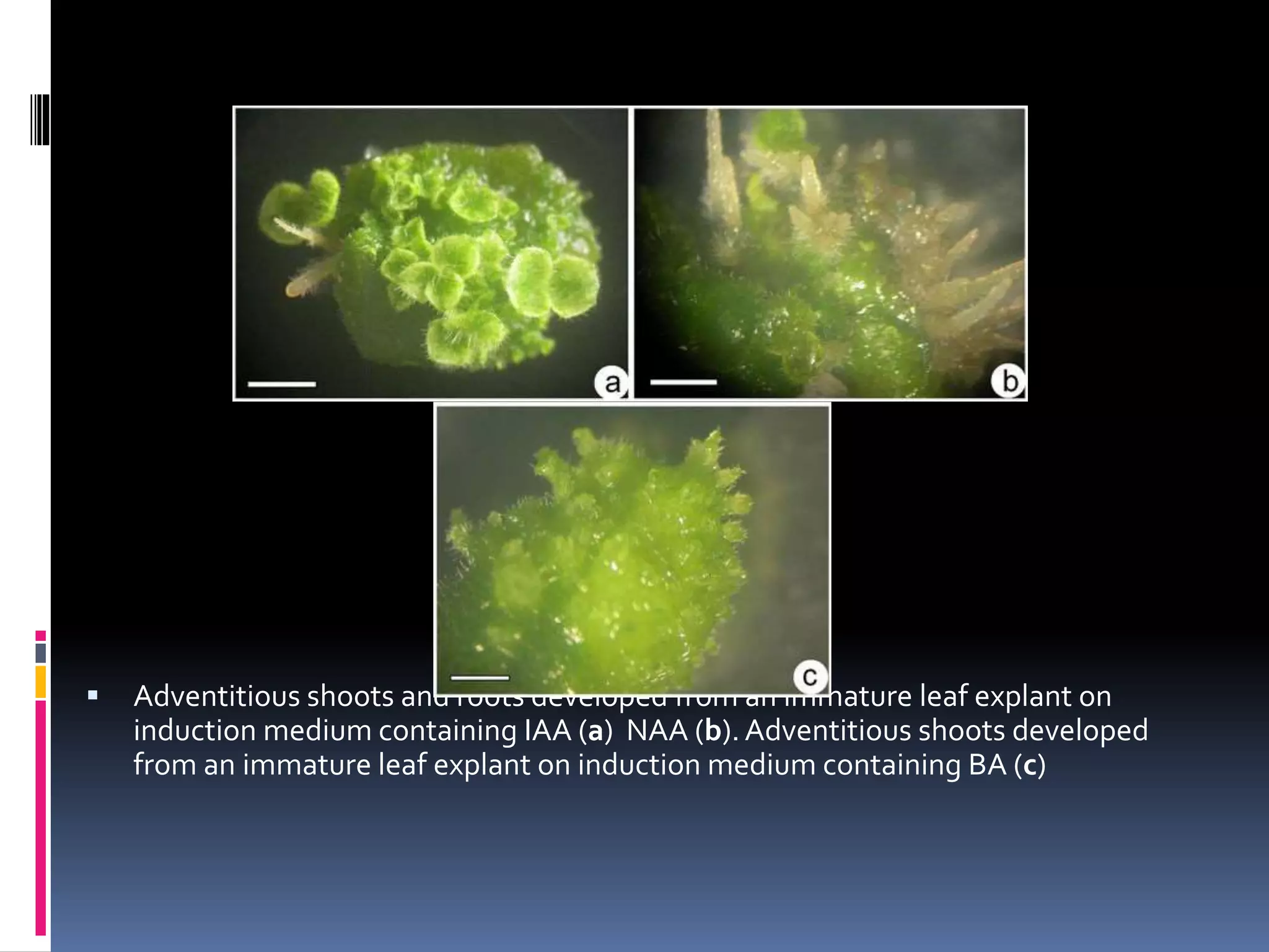 Micropropagation | PPTX