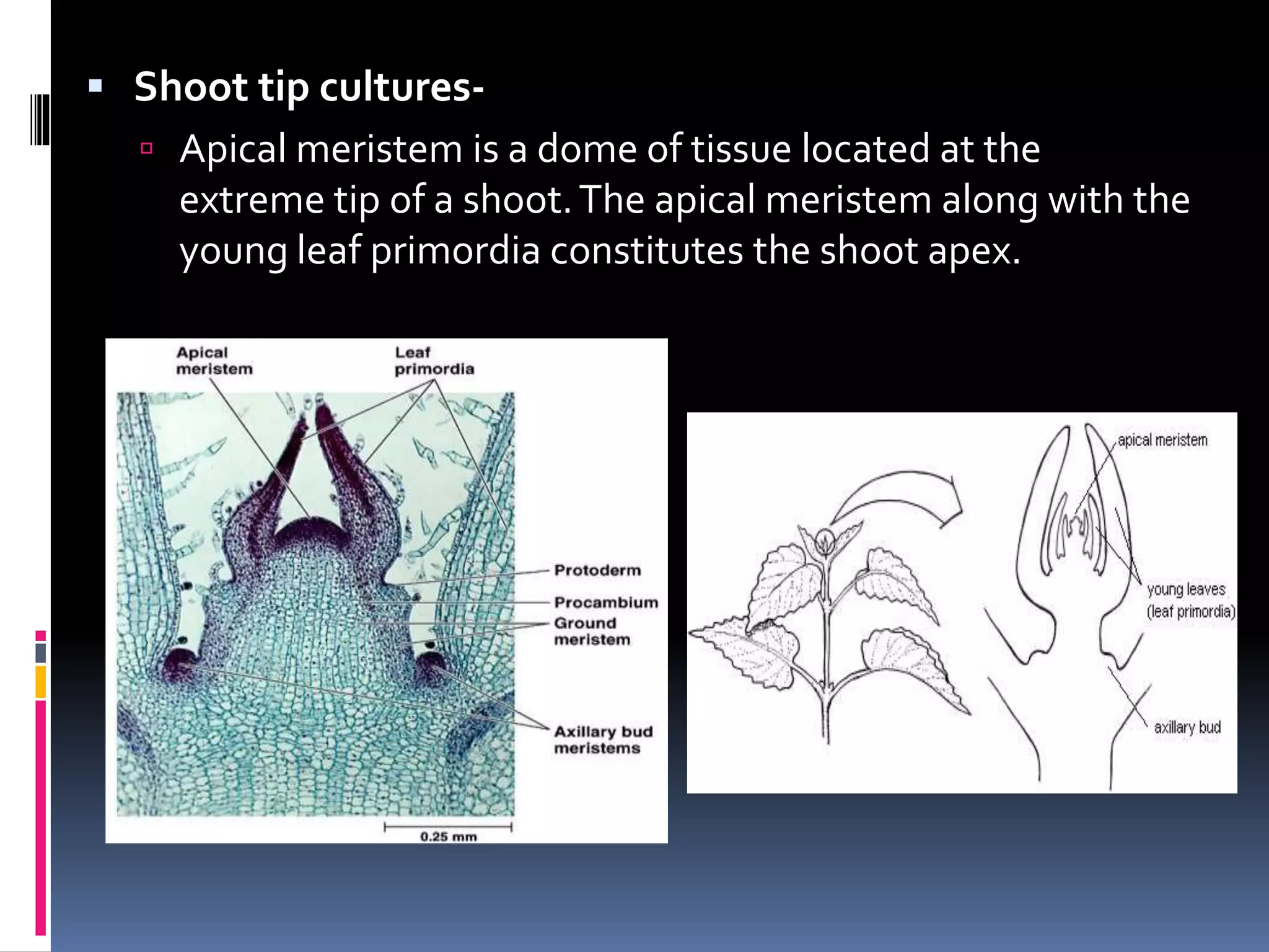 Micropropagation | PPTX
