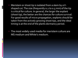 Micropropagation | PPTX