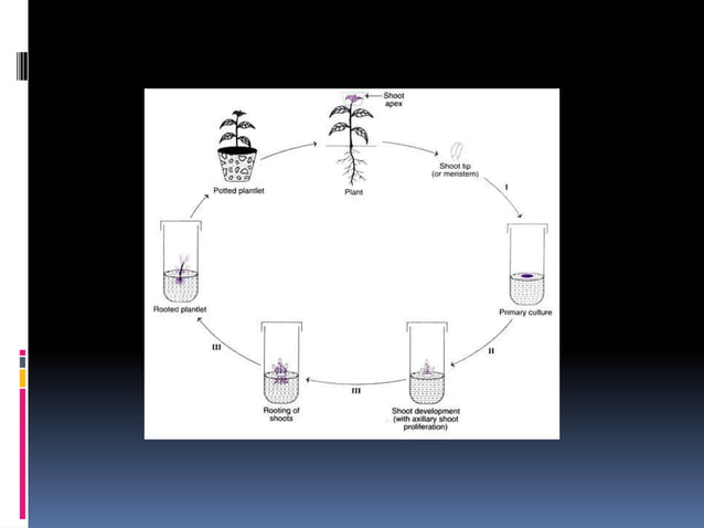 Micropropagation | PPTX