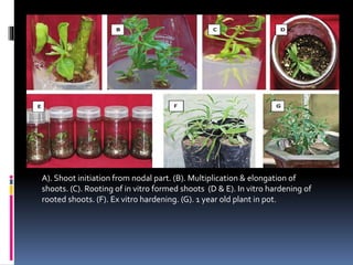 Micropropagation | PPTX