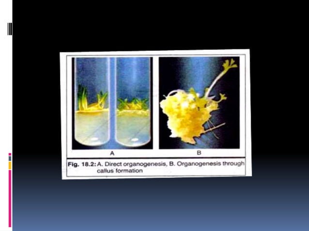 Micropropagation | PPTX