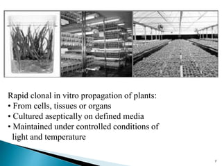 Micropropagation stage, plant tissue culture | PPT