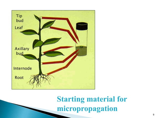 Micropropagation stage, plant tissue culture | PPT