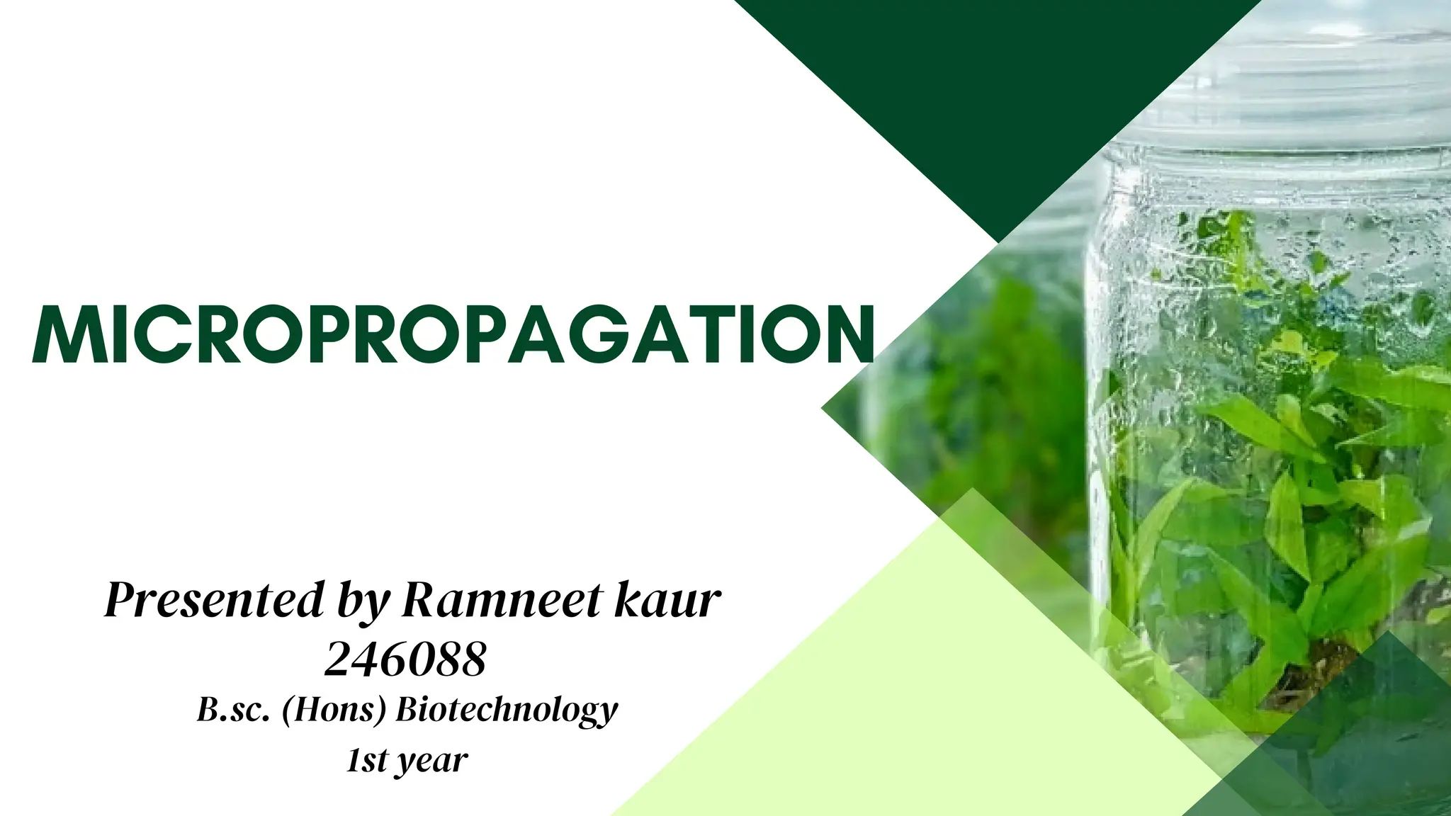 Micropropagation or plant tissue culture and types | PDF