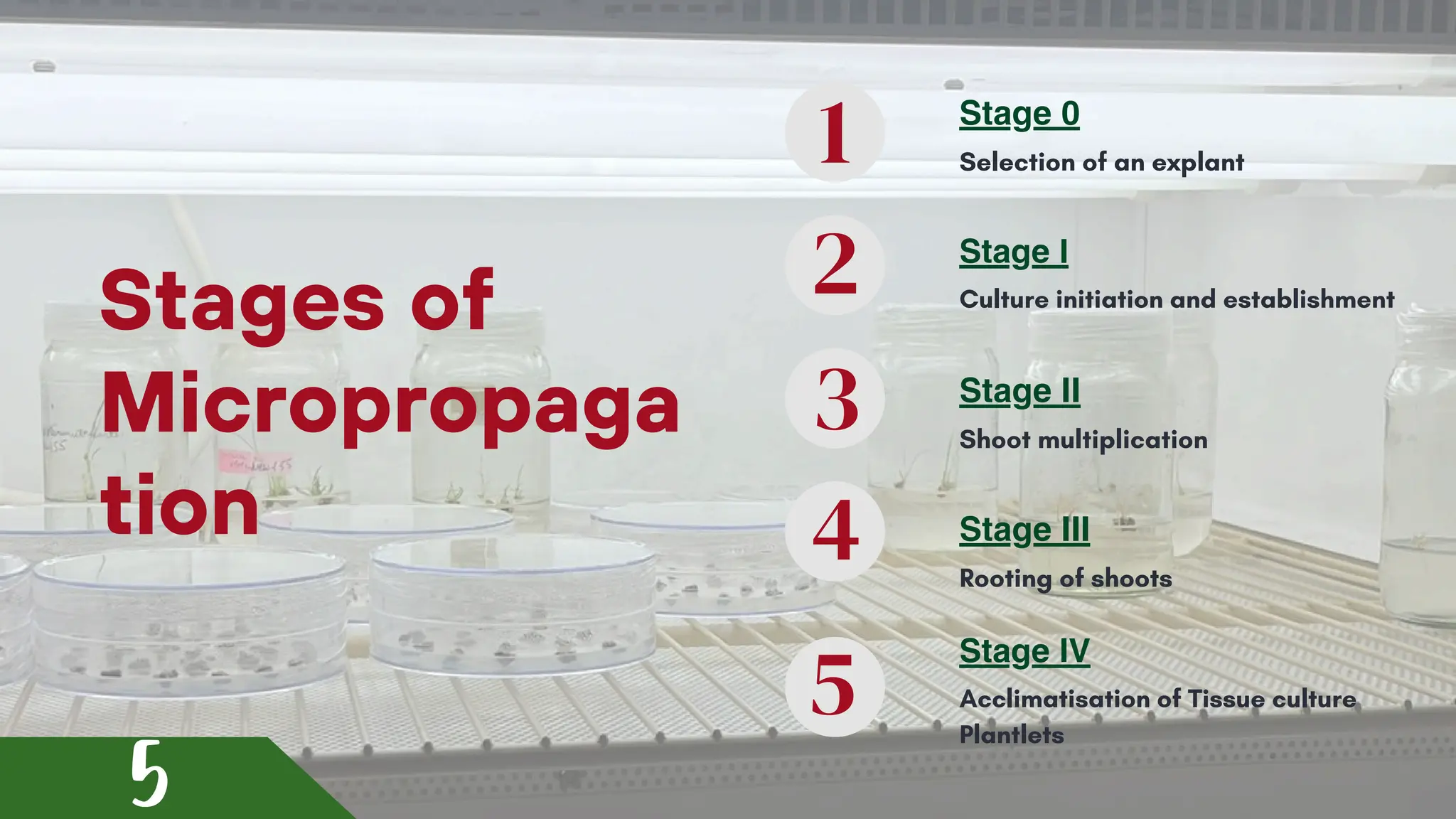 Micropropagation or plant tissue culture and types | PDF