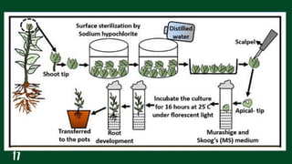 Micropropagation or plant tissue culture and types | PDF