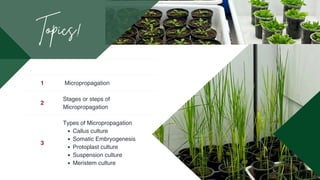 Micropropagation or plant tissue culture and types | PDF