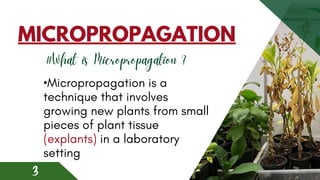 Micropropagation or plant tissue culture and types | PDF